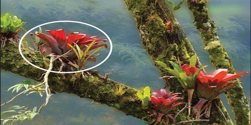 Where do Epiphytes Grow? – Sawan Books