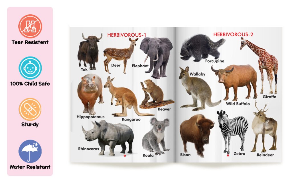 My First Book of Wild Animals | My First Book (Can be Wiped Clean ...