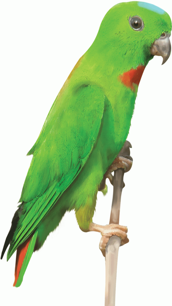 Blue-crowned Hanging Parrot - Sawan Books