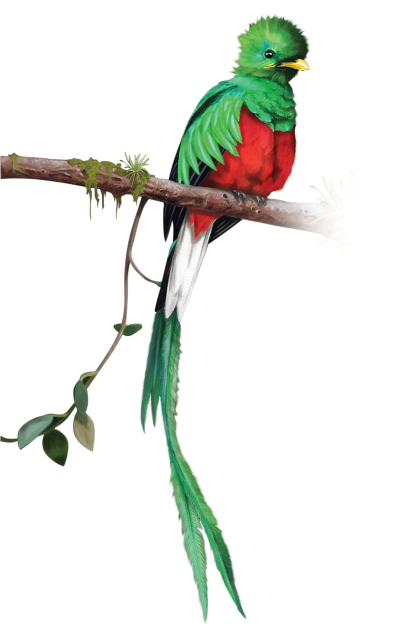 Quetzal - Sawan Books