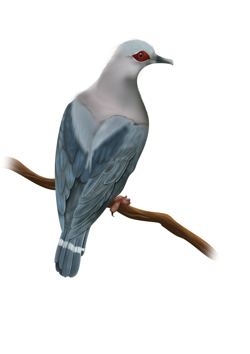 Pinon’s Imperial Pigeon - Sawan Books