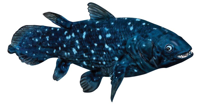 Coelacanth - Sawan Books