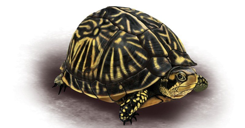 Common Box Turtle - Sawan Books