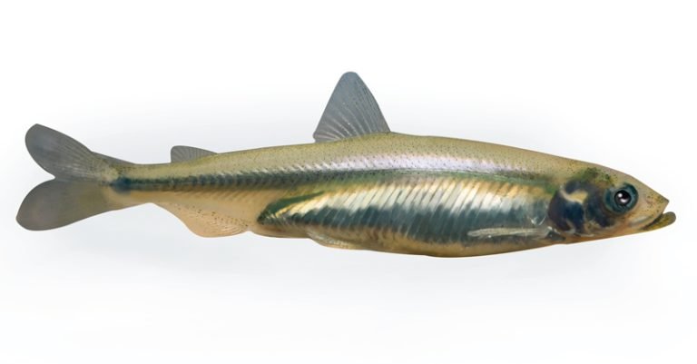 Delta Smelt - Sawan Books
