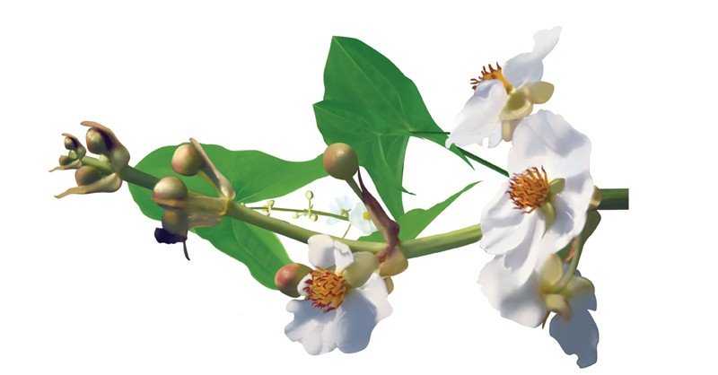 Duck Potato - Sawan Books