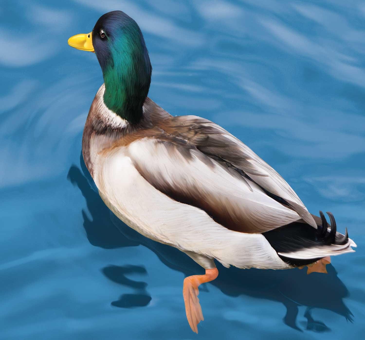 What Keeps a Duck Afloat? - Sawan Books