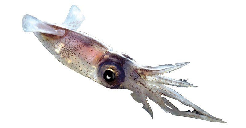 Firefly Squid - Sawan Books