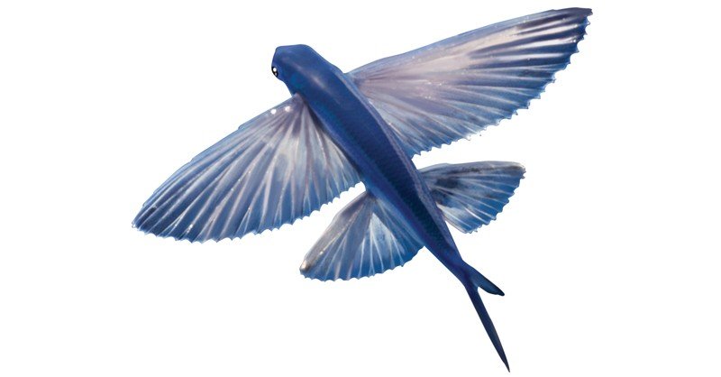 Flying Fish - Sawan Books