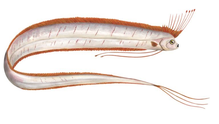 Giant Oar Fish - Sawan Books
