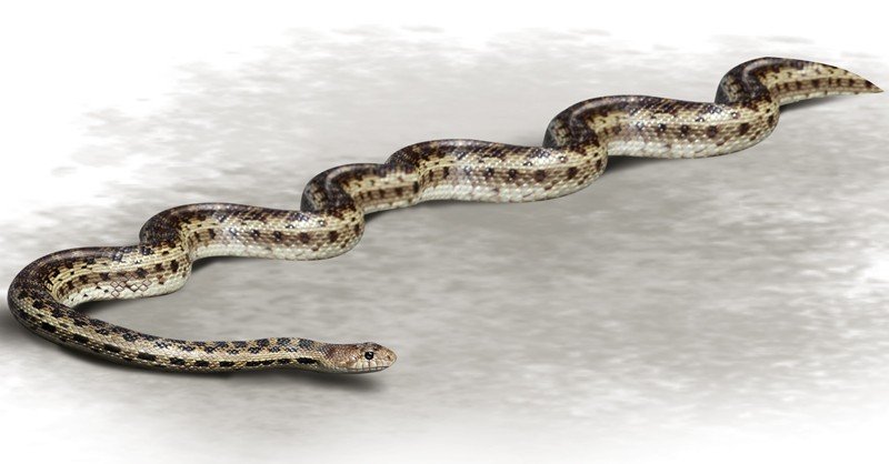 Gopher Snake (Pacific) - Sawan Books