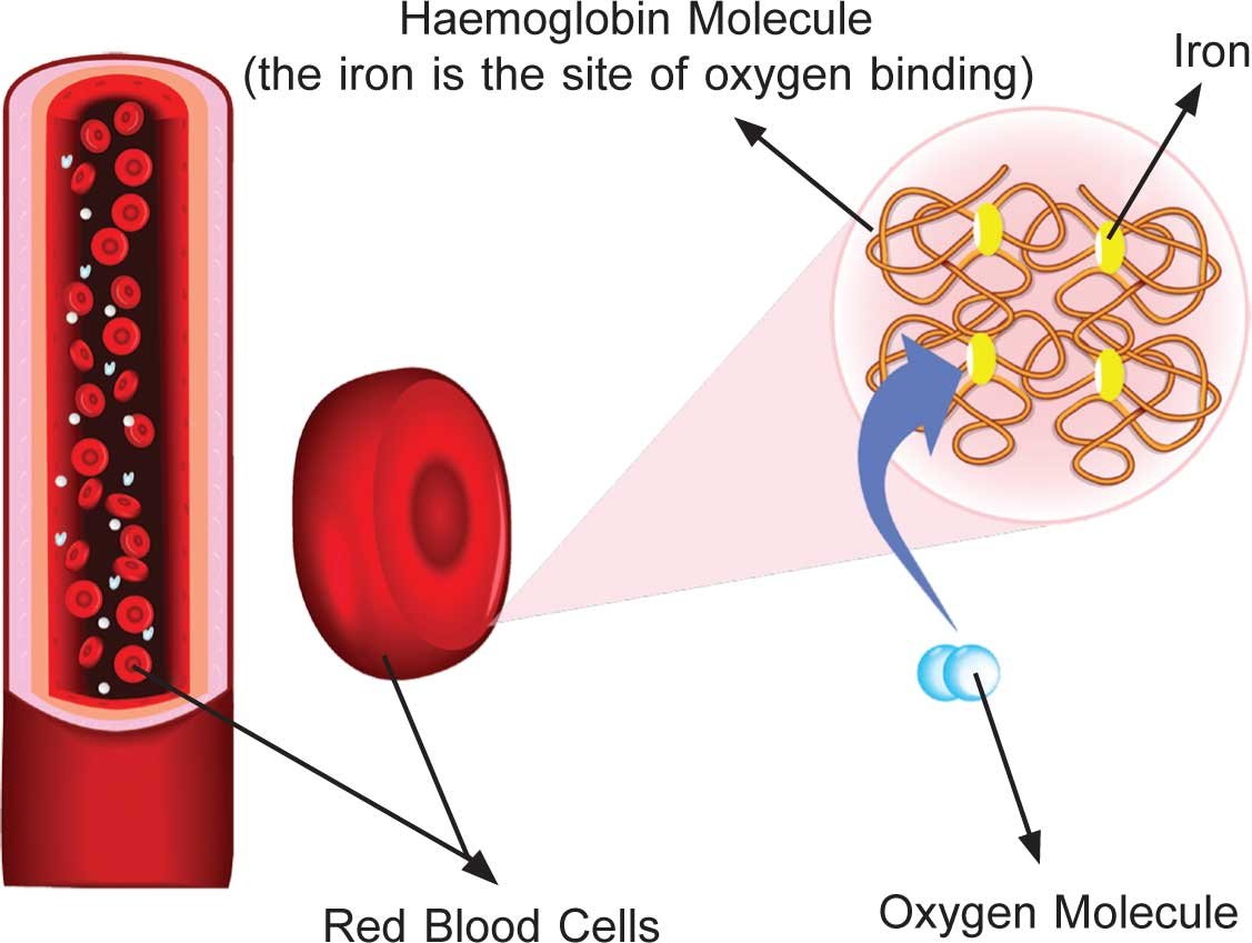 What is Haemoglobin? - Sawan Books