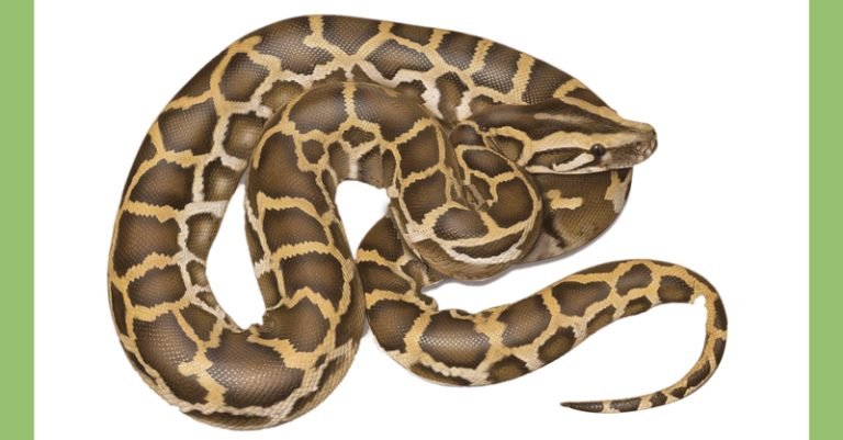 Indian Python - Sawan Books