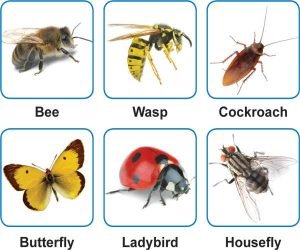 What are Insects? - Sawan Books