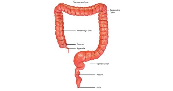 Large Intestine, Rectum and Appendix - Sawan Books
