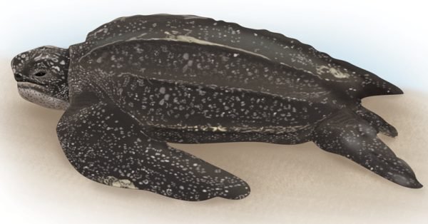 Leatherback Sea Turtle - Sawan Books