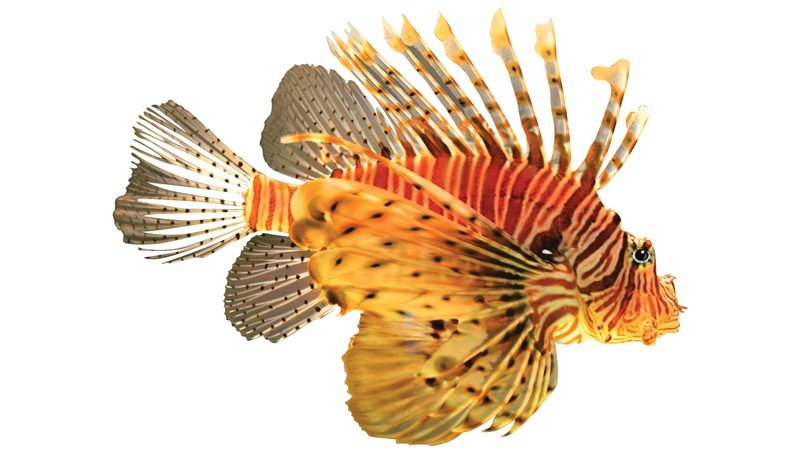 Lion Fish - Sawan Books