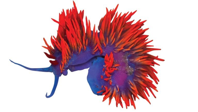 Nudibranch - Sawan Books