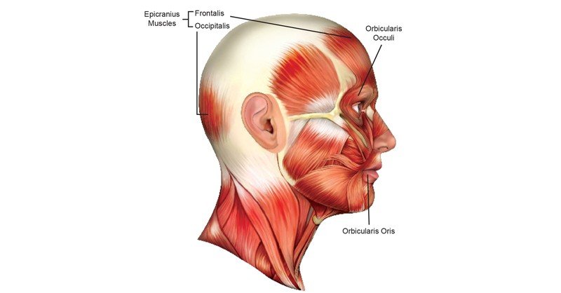 Epicranius Frontalis