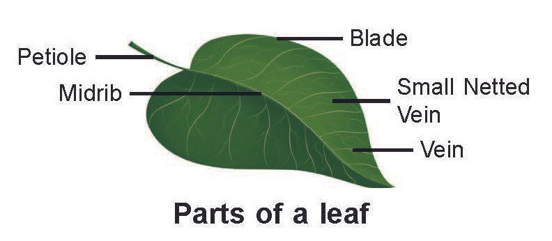 Introduction - Sawan Books