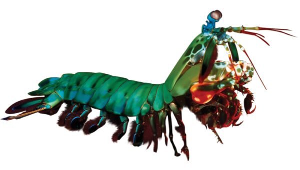 Peacock Mantis Shrimp - Sawan Books