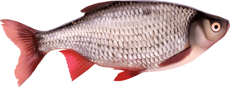 Why Do Fish Have Scales Sawan Books
