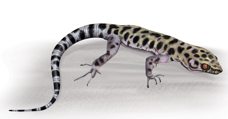 Sandstone Night Lizard - Sawan Books