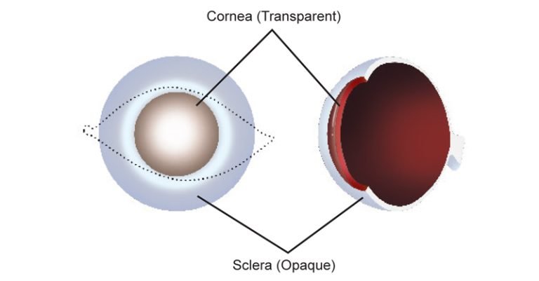 Sclera and Cornea - Sawan Books