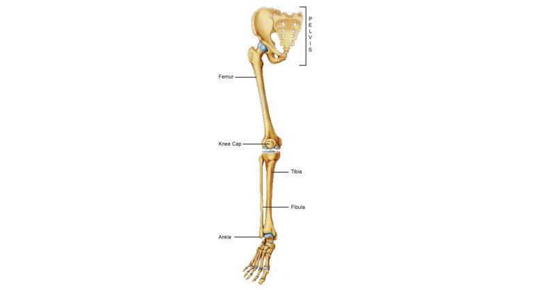 Thigh, Knee Cap, and Lower Leg - Sawan Books
