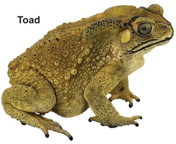What is the Difference Between Frogs and Toads? - Sawan Books