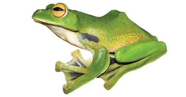 Wallace’s Flying Frog - Sawan Books