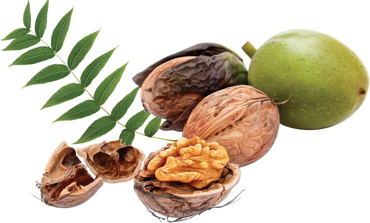 Where are Black Walnut Trees Found? - Sawan Books
