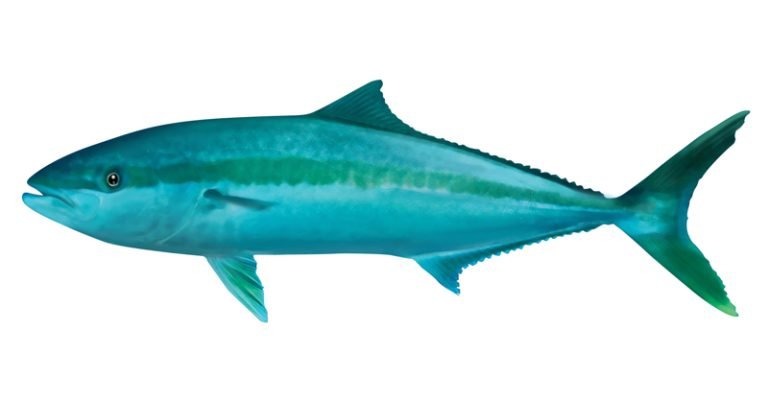 Yellow Tail Amberjack - Sawan Books