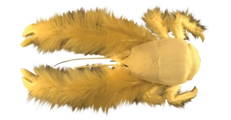 Yeti Crab - Sawan Books