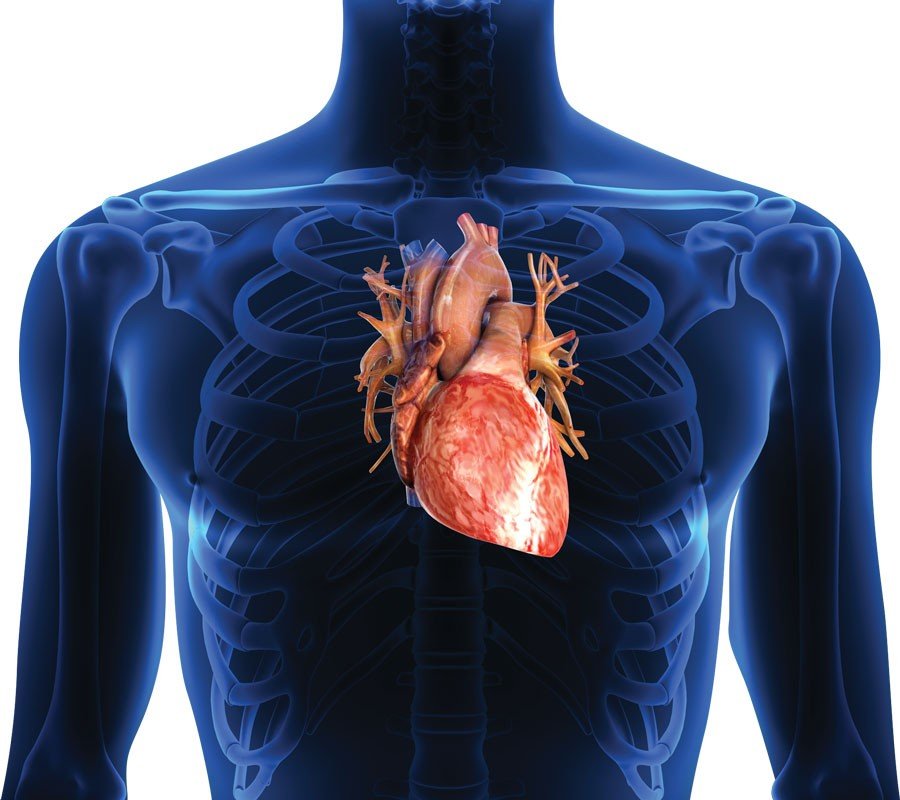 Where Is The Heart Located Sawan Books Where Is The Heart Located Sawan Books
