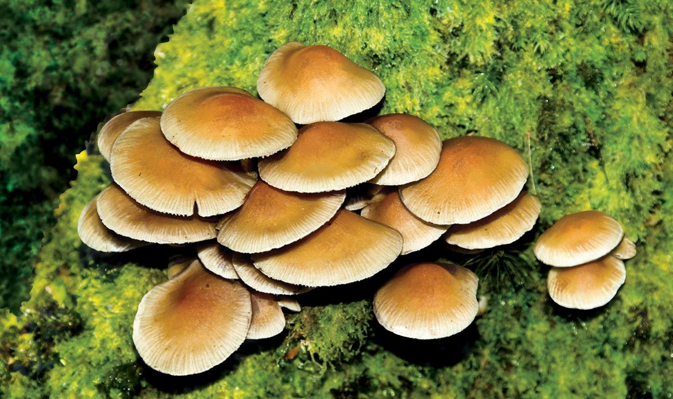Why do fungi grow when they do not make food by photosynthesis? - Sawan ...