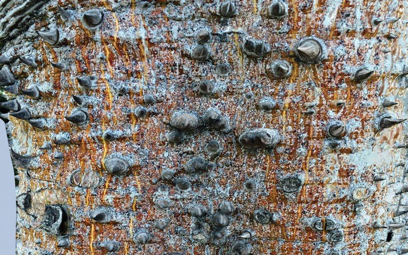 Where is Sandbox Tree Located? - Sawan Books