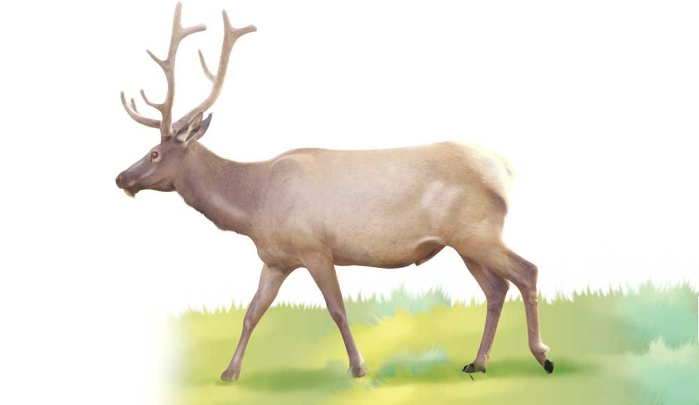 Kashmir Stag - Sawan Books