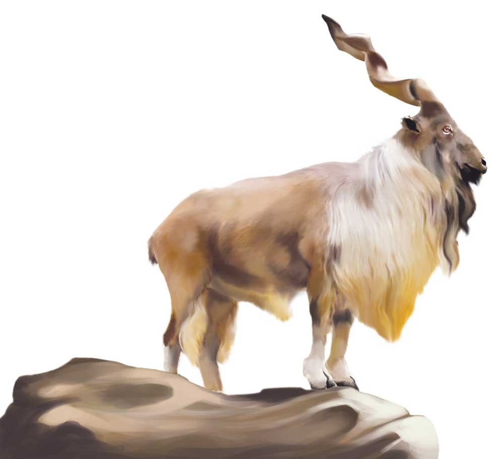 Markhor - Sawan Books