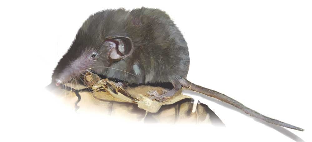 Masked Shrew - Sawan Books