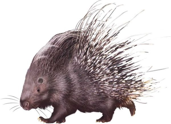 Porcupine - Sawan Books