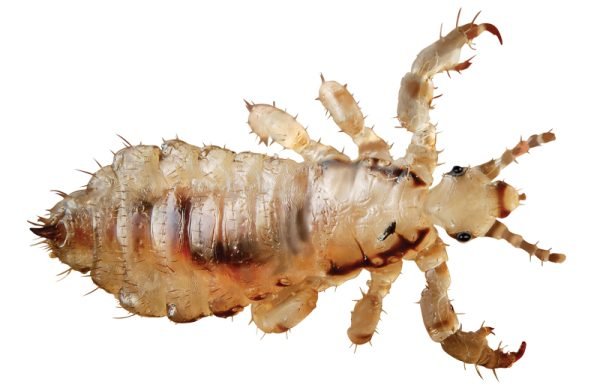 Head Louse - Sawan Books