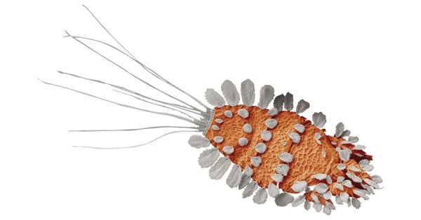 Peacock Mite - Sawan Books