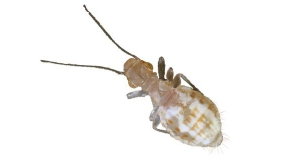 Psocid - Sawan Books