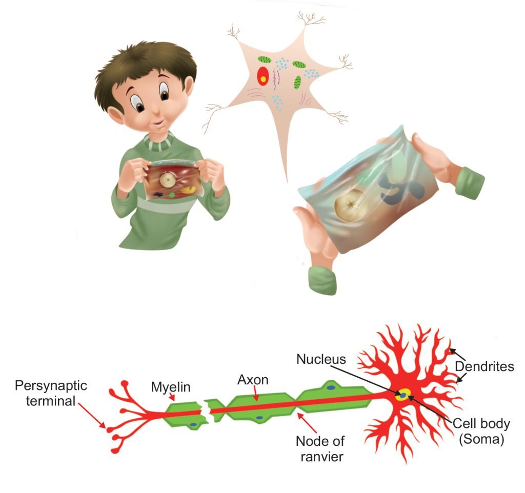 Connect those Neurons (61 Brilliant Biology Experiments) - Sawan Books