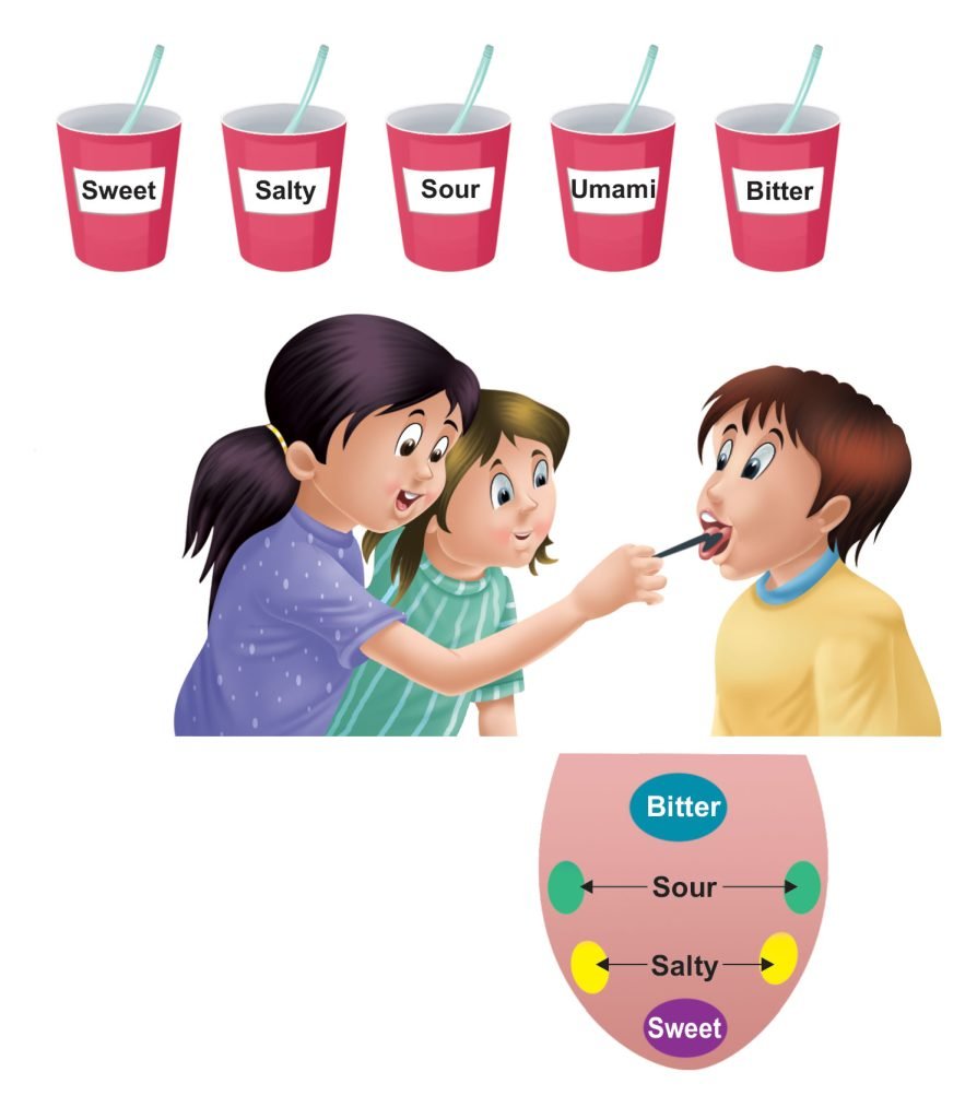 The Tongue Test (61 Brilliant Biology Experiments) - Sawan Books