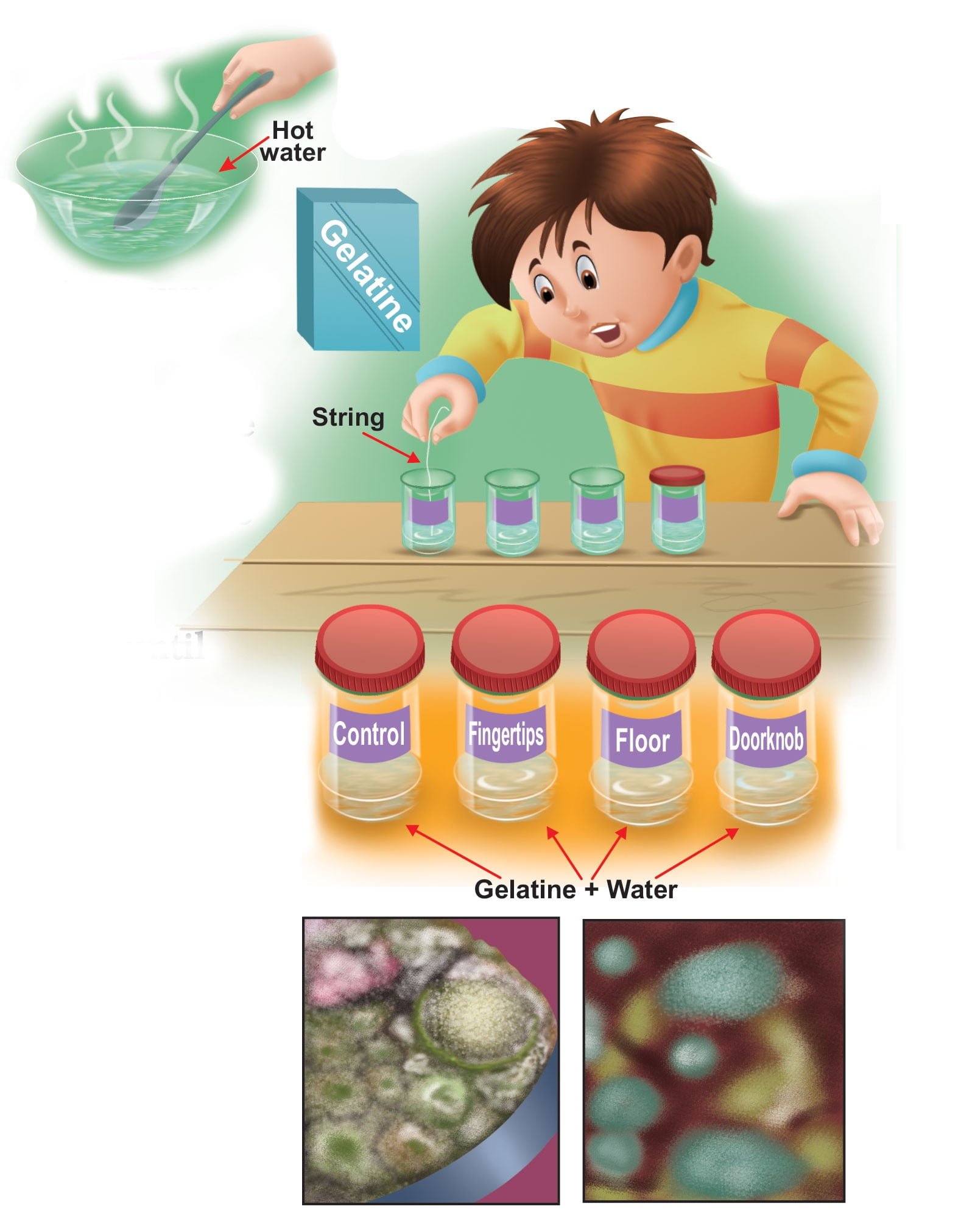 Grow Some Bacteria (61 Brilliant Biology Experiments) - Sawan Books