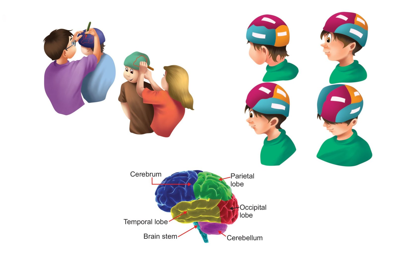Thinking Cap (Brilliant Biology Experiments) - Sawan Books