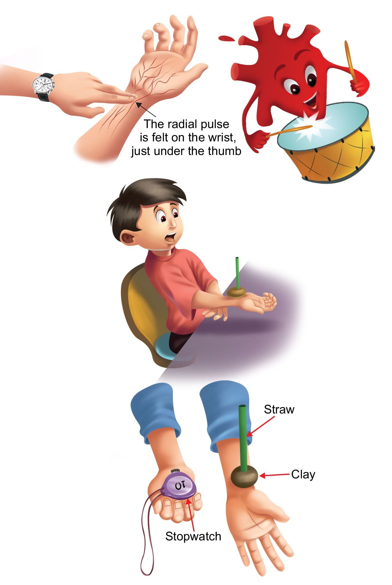 Pulse Taker (Brilliant Biology Experiments) - Sawan Books