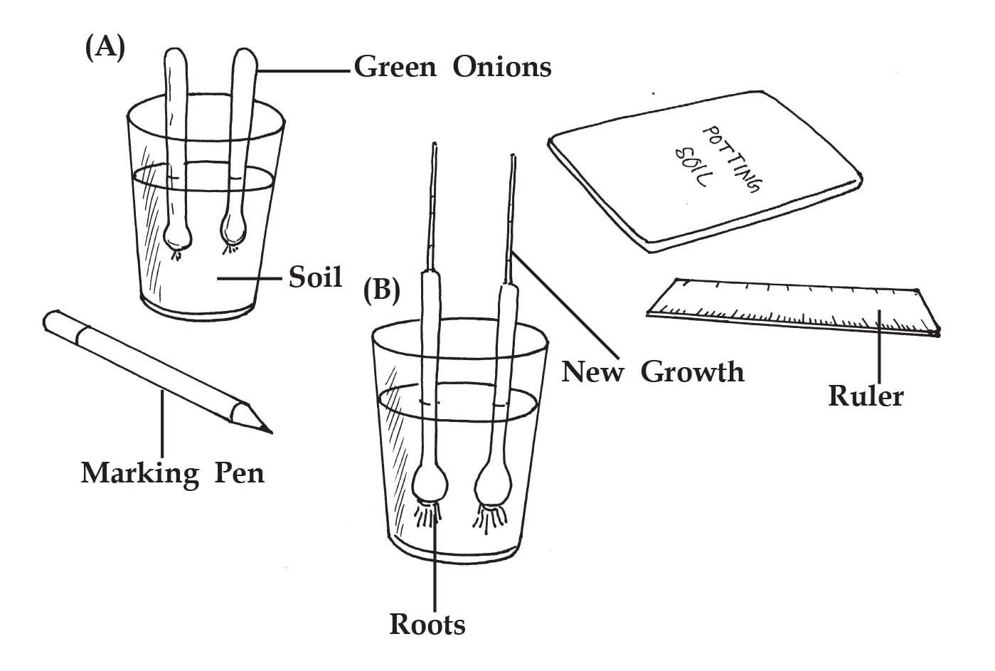 Growth Rate (Biology Experiments) - Sawan Books