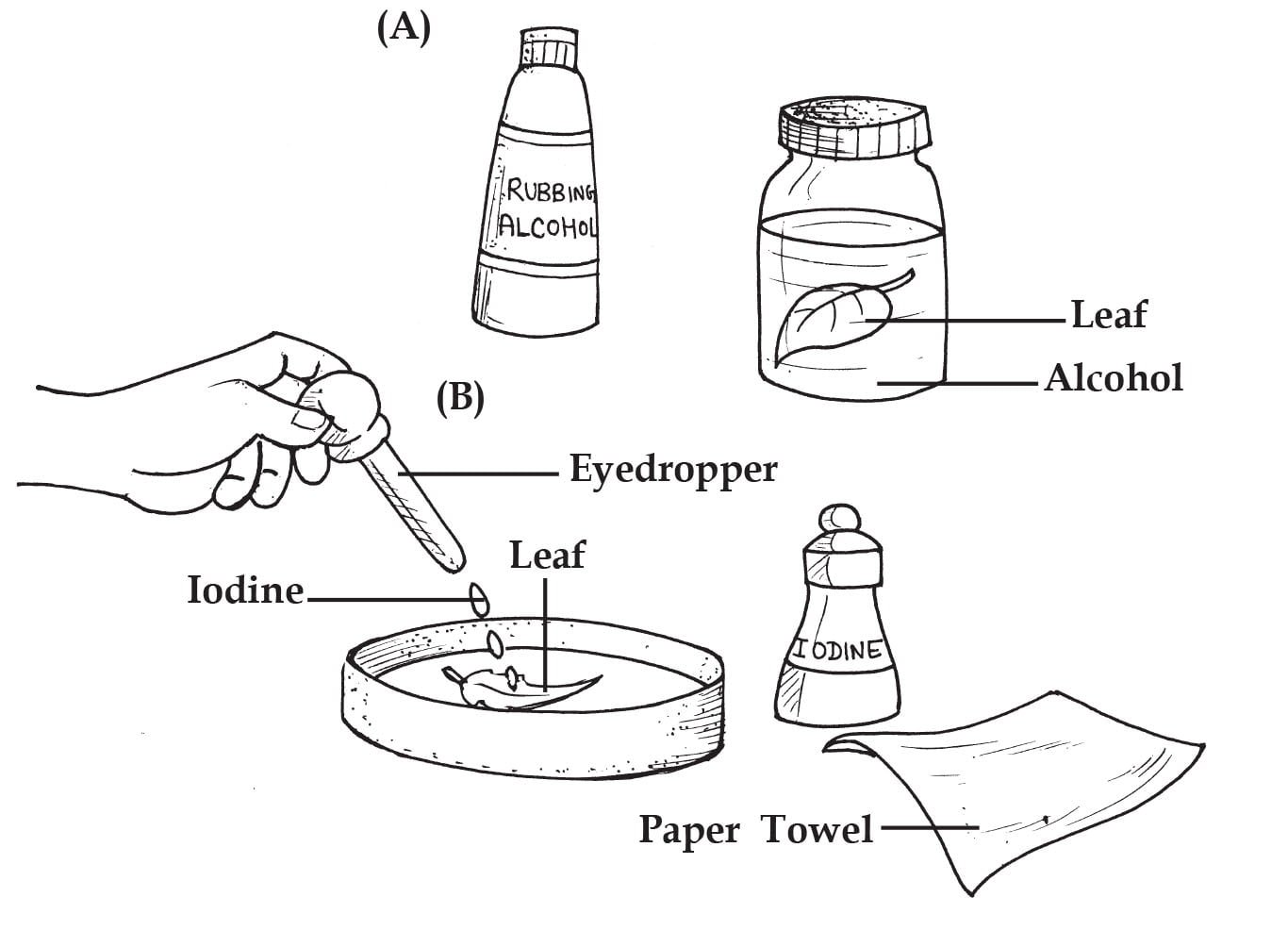 Food Producers (Biology Experiments) - Sawan Books